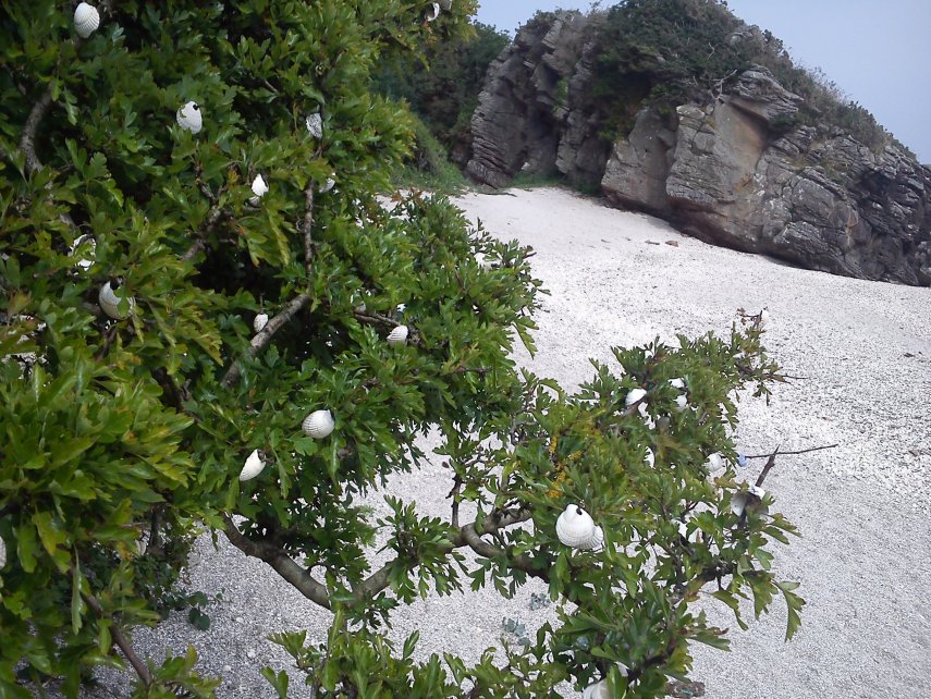 The Shell Bush « Gary Bonn